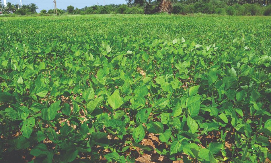 ulunthu | மானாவாரி உளுந்து சாகுபடியில் பூச்சி தாக்குதலால் பயிர் சேதம்