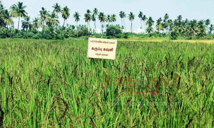 Sathy and Bhavani at Government Seed Farms Cultivation of traditional ...