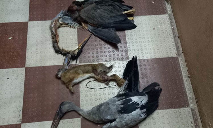 Crane and rabbit poacher arrested | கொக்கு, முயலை வேட்டையாடியவர் கைது