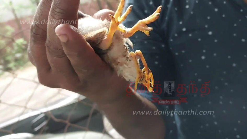 Miracle chick born with 4 legs | 4 கால்களுடன் பிறந்த அதிசய கோழி குஞ்சு