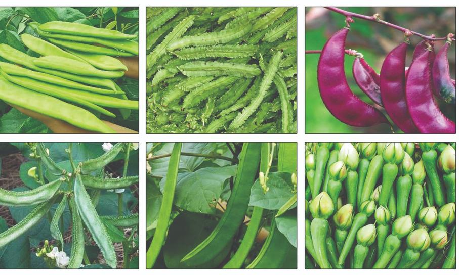 avarai maniyam | நாட்டு ரக அவரை சாகுபடிக்கு மானியம்