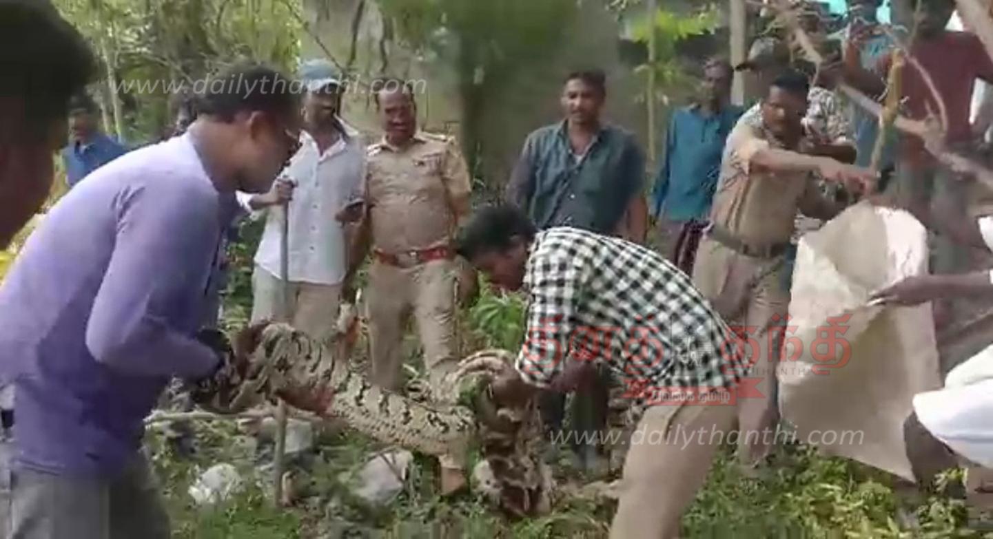 A 10 feet long python was caught | 10 அடி நீள மலைப்பாம்பு பிடிபட்டது