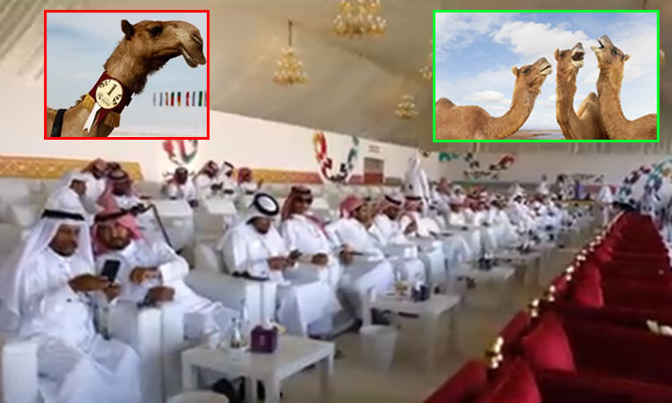 Leave the Qatar football tournament..!! Watch the camel beauty pageant ...