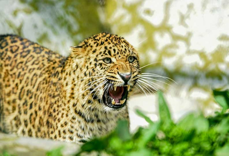 4 movement of leopards; People panic | பெங்களூருவில் 4 சிறுத்தைகள் ...