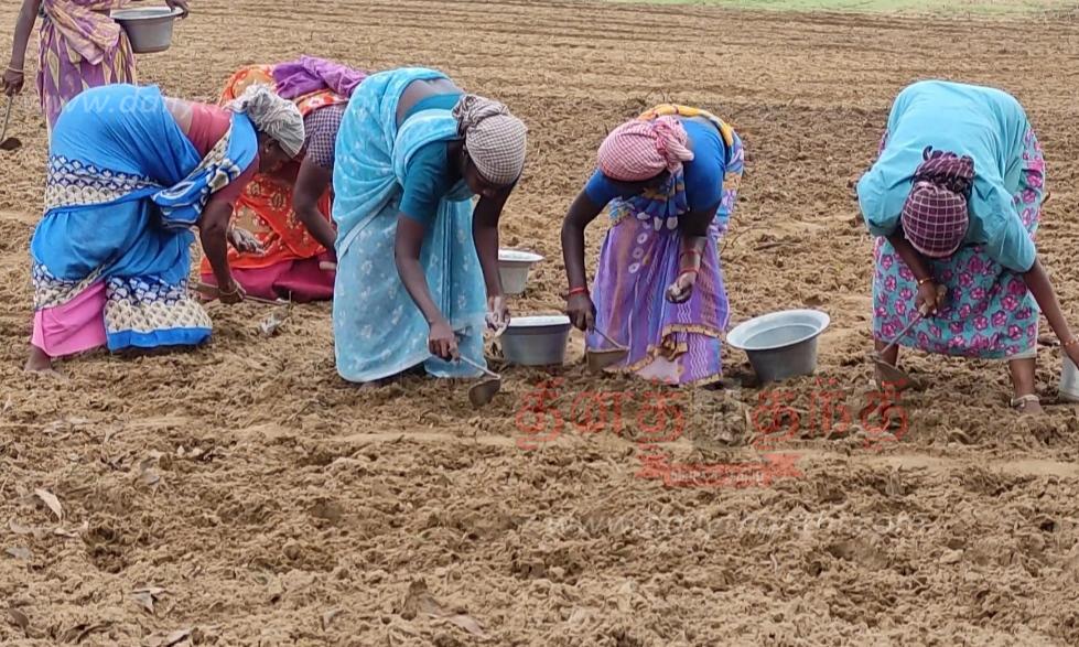 Groundnut Cultivation Work Intensity | நிலக்கடலை சாகுபடி பணி தீவிரம்