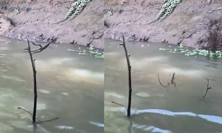 Watch video: 'Jesus lizard' walking on water stuns the bejesus out of ...