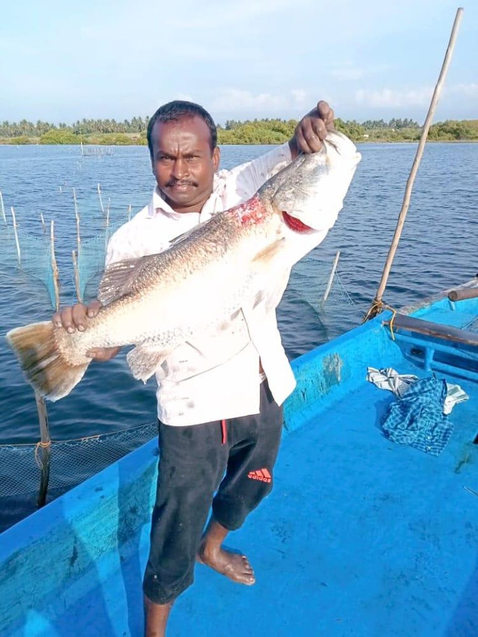 Kotua fish weighing 5 kg caught in fisherman's net | மீனவர் வலையில் ...