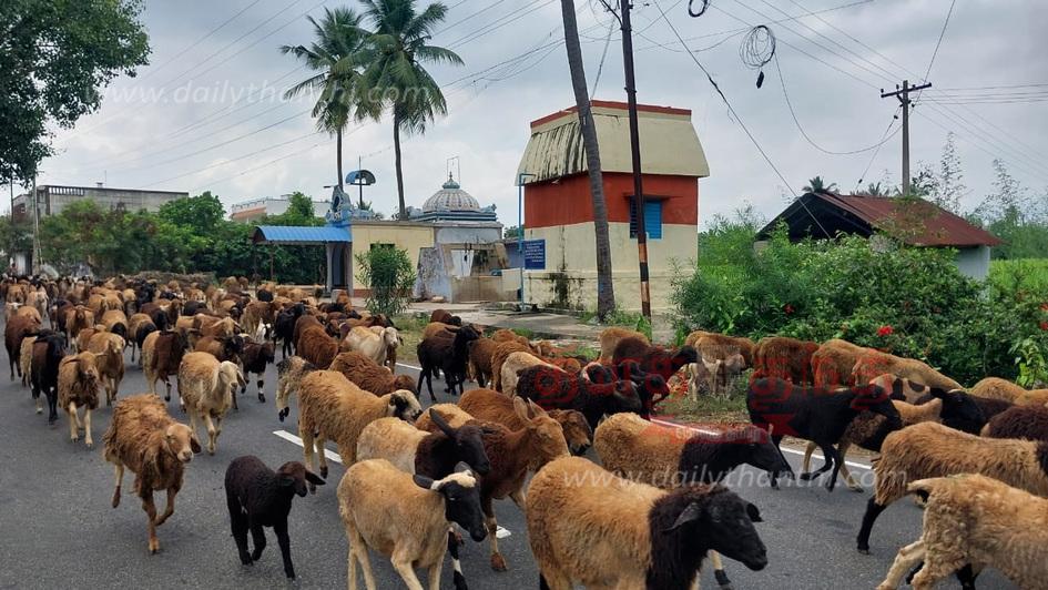 goat | ஊர்வலம் சென்ற செம்மறி ஆடுகள்