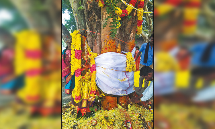 The weirdness of getting married to trees for the good of the world ...