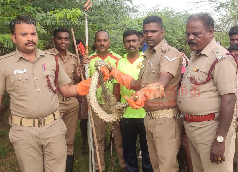 A 7-foot-long python was caught in a fishing net | மீன்வலையில் சிக்கிய ...