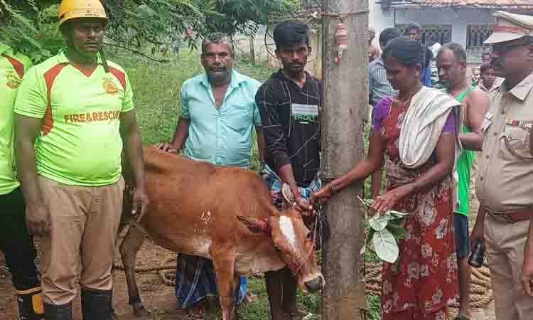 A cow fell into a well and was rescued alive | கிணற்றில் தவறி விழுந்த ...