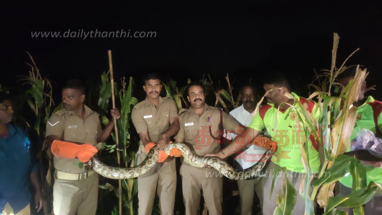 A 10-foot python in a cornfield | சோளக்காட்டில் 10 அடி நீள மலைப்பாம்பு