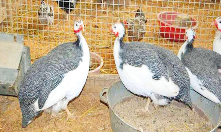 Guinea Fowl Farming | பிரபலமாகி வரும் கினிக்கோழிகள் வளர்ப்பு