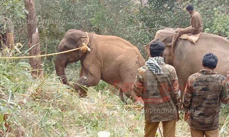 BM-2 wild elephant captured by anesthetic injection | பி.எம்.-2 ...