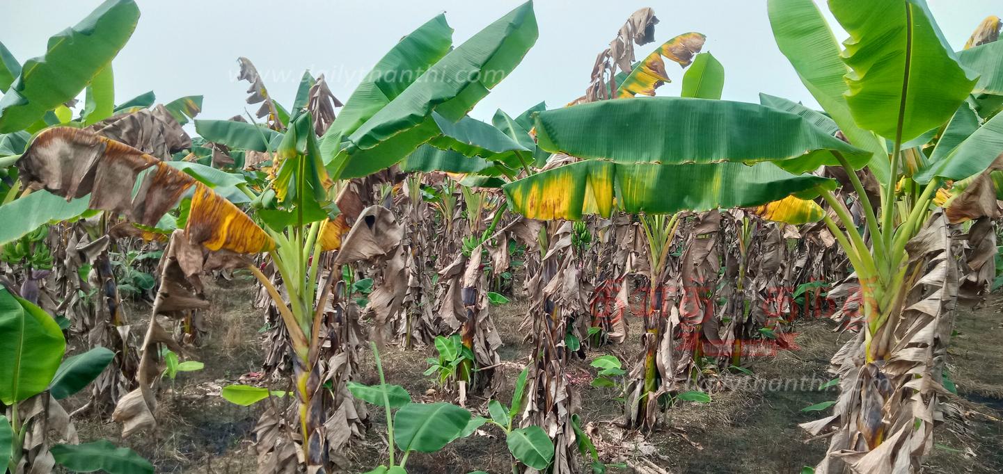 Banana leaf blight disease | வாழையில் இலை கருகல் நோய்
