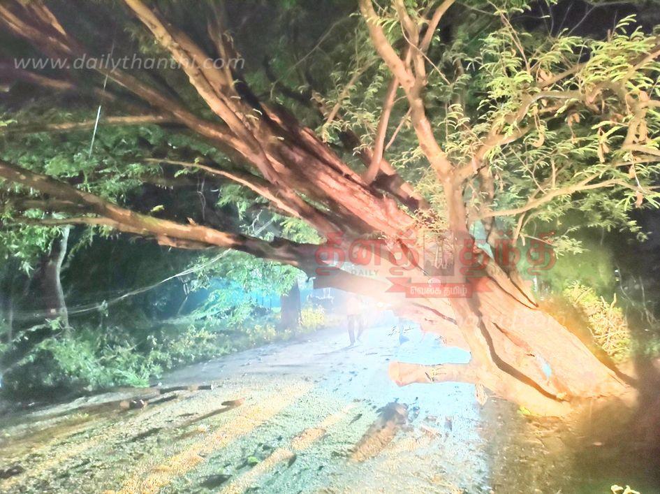 A fallen tamarind tree on the road | சாலையில் சாய்ந்து விழுந்த புளியமரம்