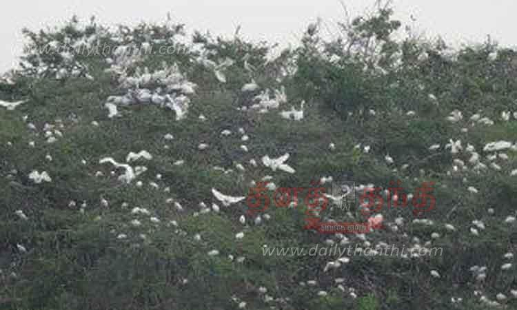 Foreign birds roaming in Kumari | கடந்த ஆண்டை விட அதிகரிப்பு:குமரியில் ...