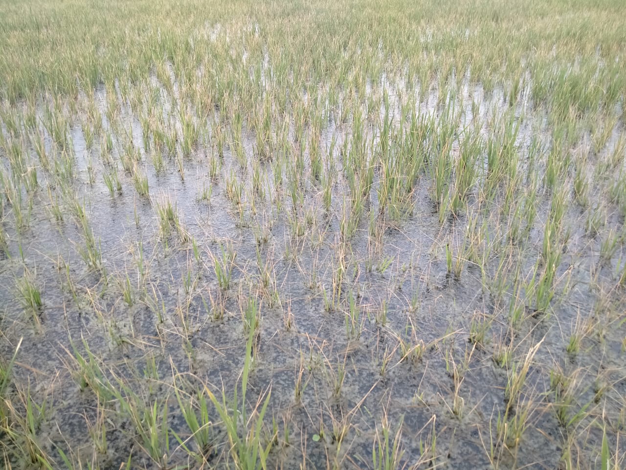 The paddy fields rotted because the stagnant water in the fields did ...