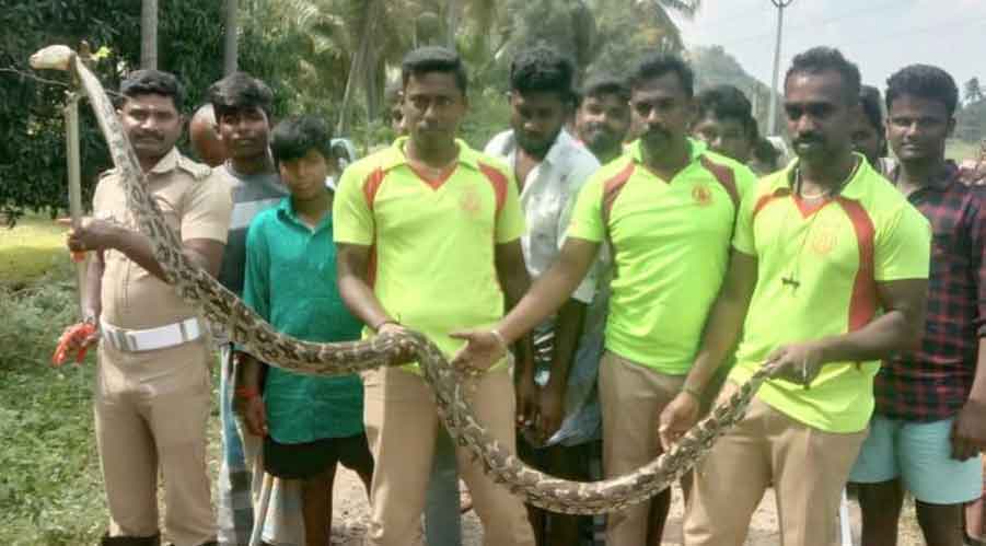 8 feet python | 8 அடி நீள மலைப்பாம்பு