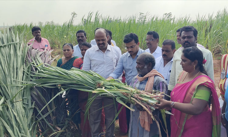 Fodder crop cultivation project on 11 acres of land | 11 ஏக்கர் ...