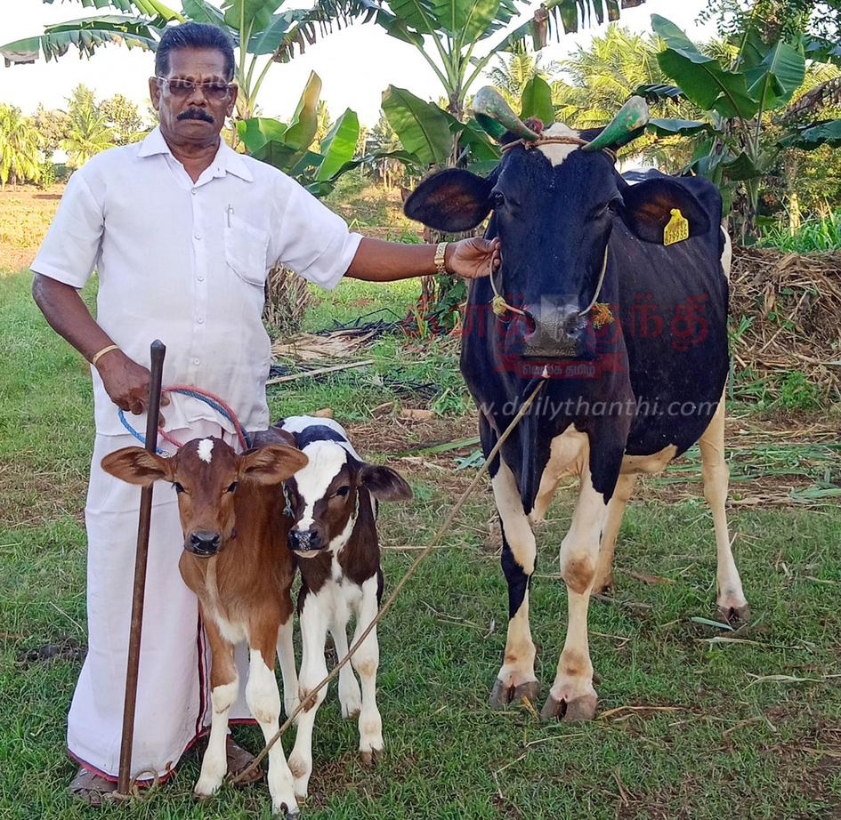 Near Bhawani A cow with 2 calves | பவானி அருகே 2 கன்றுக்குட்டிகளை ஈன்ற பசு
