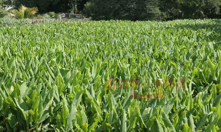Turmeric pods ready for harvest | அறுவடைக்கு தயாரான மஞ்சள் குலைகள்
