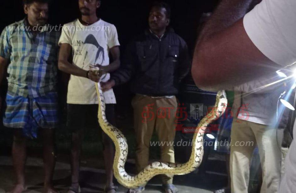 python | 12 அடி நீள மலைப்பாம்பு பிடிபட்டது