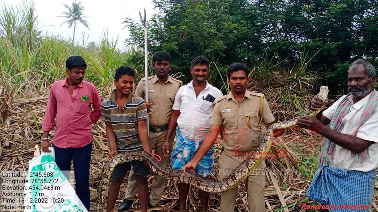 A 13-foot-long python was caught | 13 அடி நீள மலைப்பாம்பு பிடிபட்டது