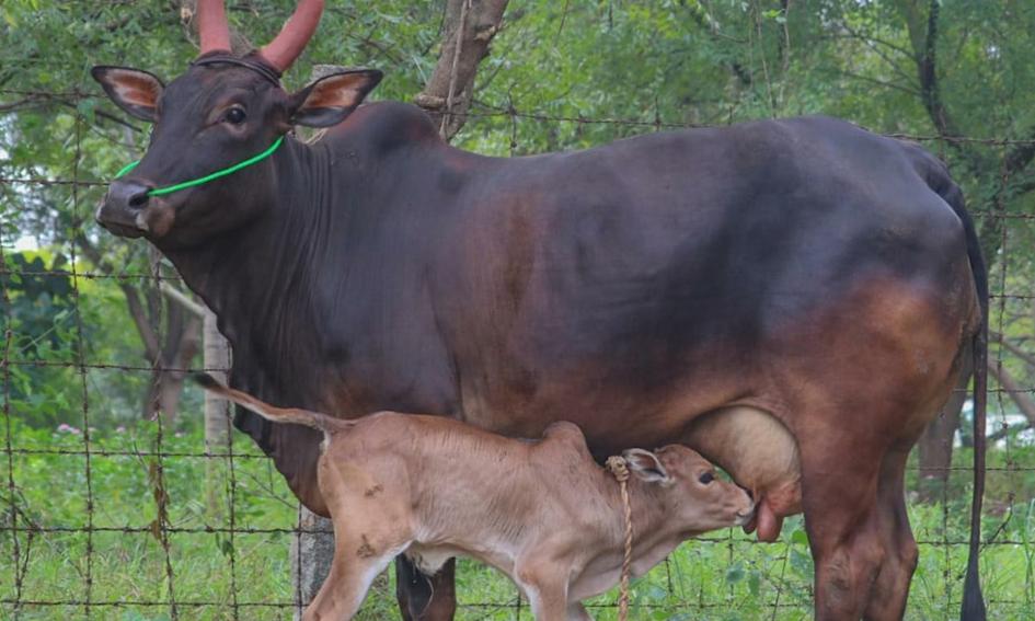 muthur | ரூ.18 லட்சத்துக்கு மாடுகள் விற்பனை