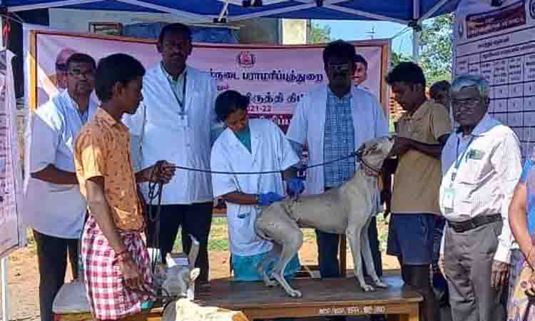 Rabies Vaccination Special Camp | வெறிநாய் தடுப்பூசி சிறப்பு முகாம்
