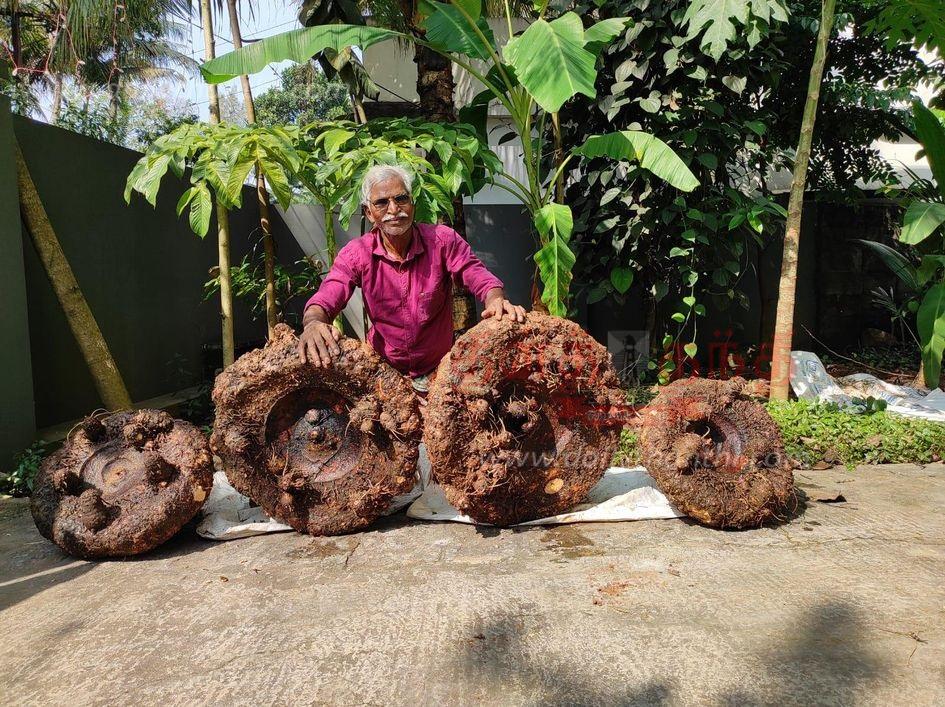 A farmer who produced 62 kg of giant yams | திருவட்டார் அருகே62 கிலோ ...