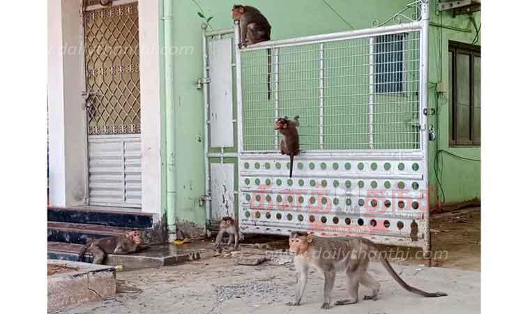 Monkey gets electrocuted | மின்சாரம் தாக்கி குரங்கு படுகாயம்