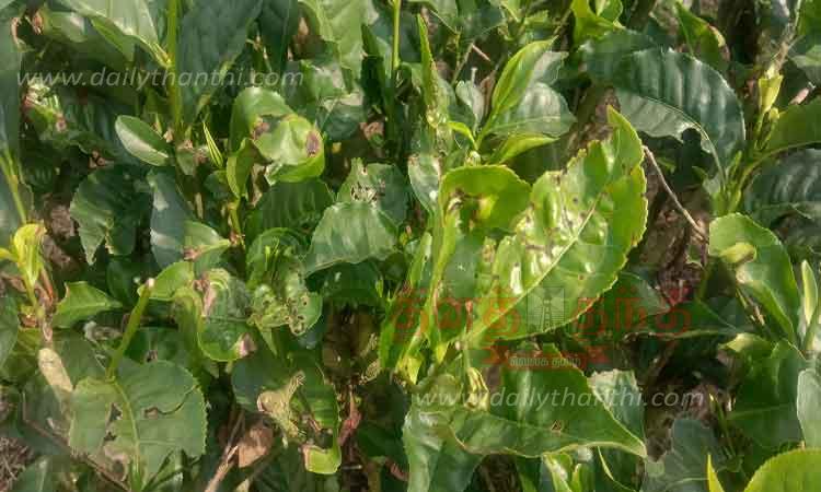 Yield damage in tea plants due to aphid attack | இலைப்பேன்கள் ...