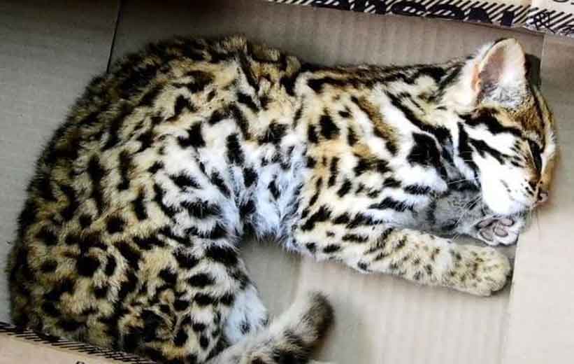 A leopard cat lying unconscious on the roadside | சாலையோரத்தில் மயங்கி ...