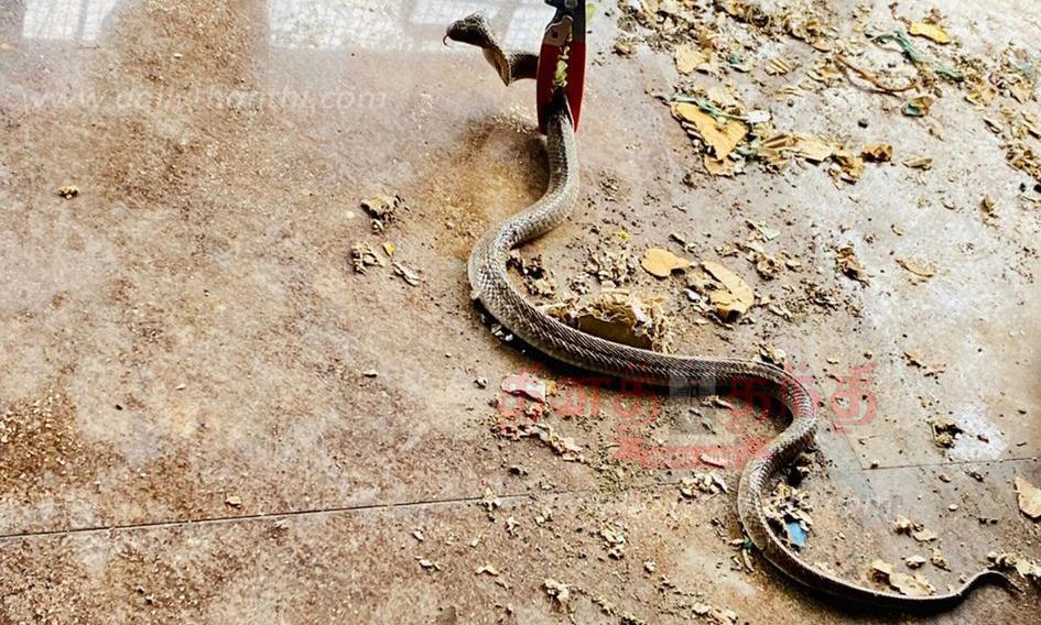 A 6 feet long black snake entered the floor of the house | வீட்டின் ...