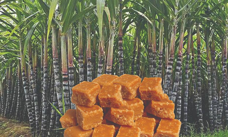 pongal karumpu | பொங்கல் பரிசில் கரும்பு, வெல்லத்துக்கு இடம் இல்லை