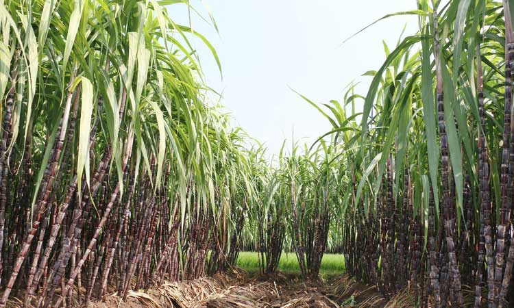 Sugarcane in Pongal gift | பொங்கல் பரிசில் கரும்பு இடம்பெறாததால் ...