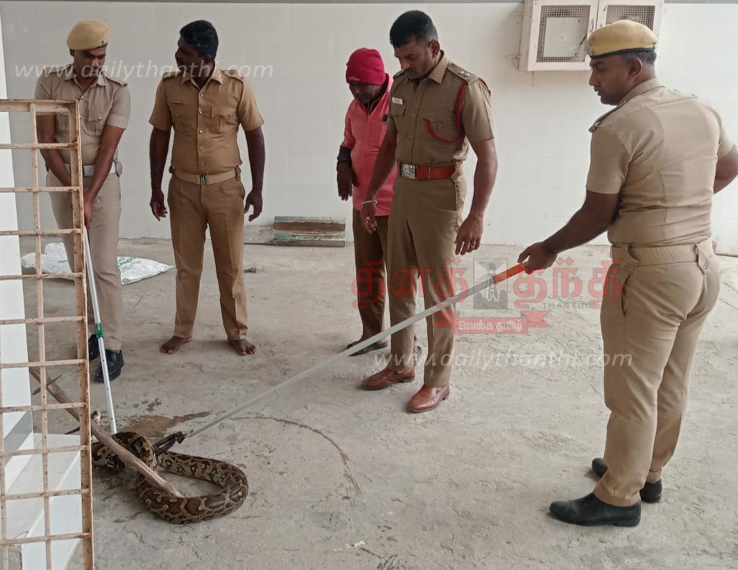 python caught causing excitement | மலைப்பாம்பு பிடிபட்டதால் பரபரப்பு