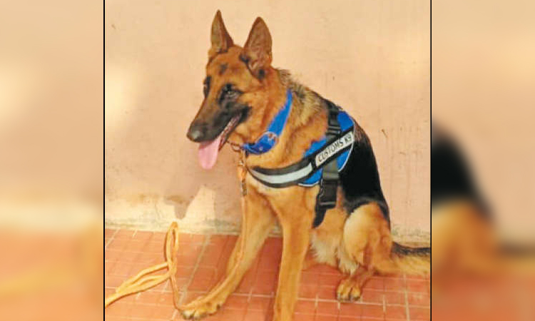 Addition of a sniffer dog at Chennai Airport Customs | சென்னை விமான ...