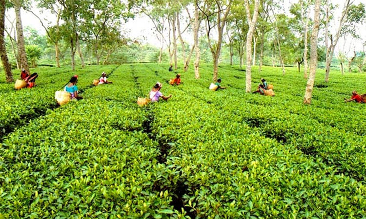 Grenades, ammunition recovered from Assam tea garden | அசாமில் தேயிலை ...
