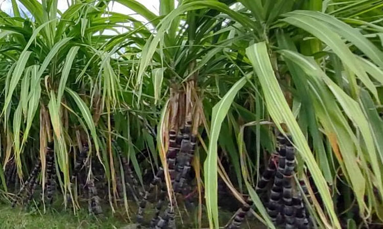 Farmers who came with Panneer cane | பன்னீர் கரும்புகளுடன் வந்த விவசாயிகள்