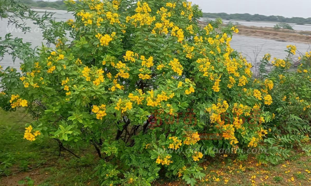 Medicinal avaram flowers are blooming | மருத்துவ குணம் வாய்ந்த ஆவாரம் ...
