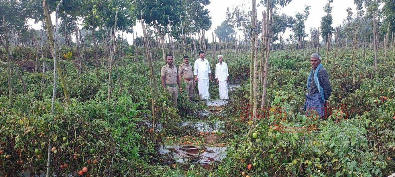 Elephants | தக்காளியை சேதப்படுத்திய யானைகள்