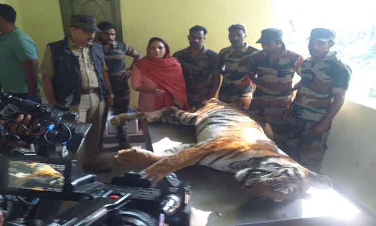 The injured female tiger died | காயத்துடன் சுற்றித்திரிந்த பெண் புலி சாவு