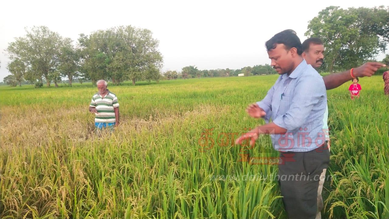 Powdery mildew infection in rice crops Control mechanisms ...