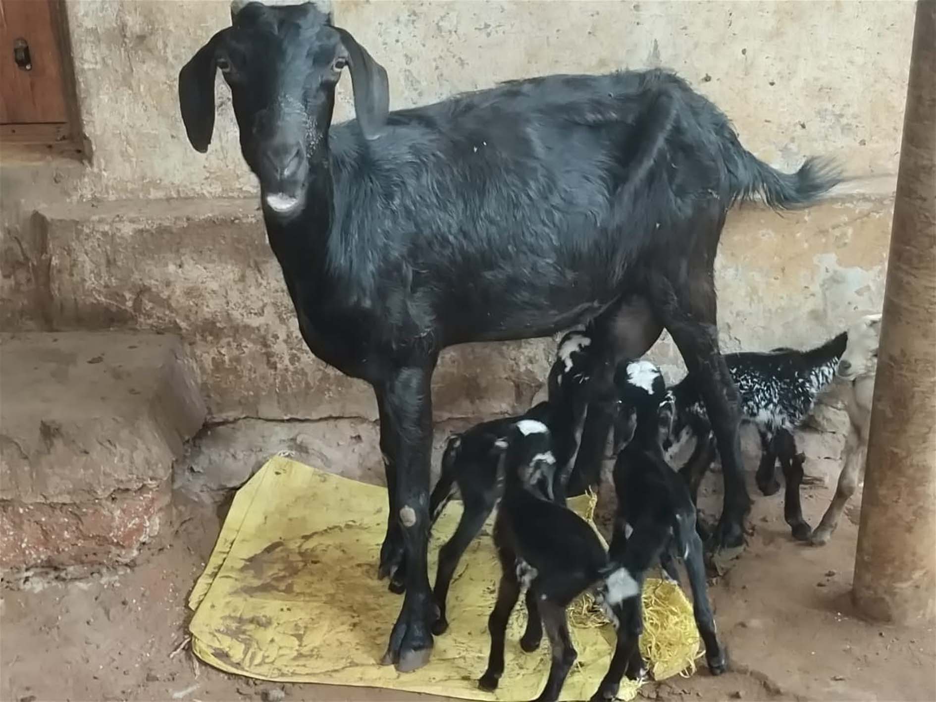 A goat that gives birth to 5 kids | 5 குட்டிகளை ஈன்ற ஆடு