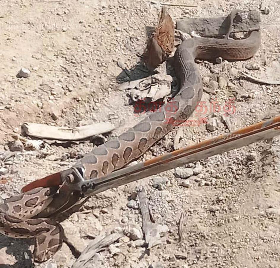 Snake | கருங்கற்கள் குவியலில் பதுங்கி இருந்த 5 அடி நீள கண்ணாடி விரியன் ...