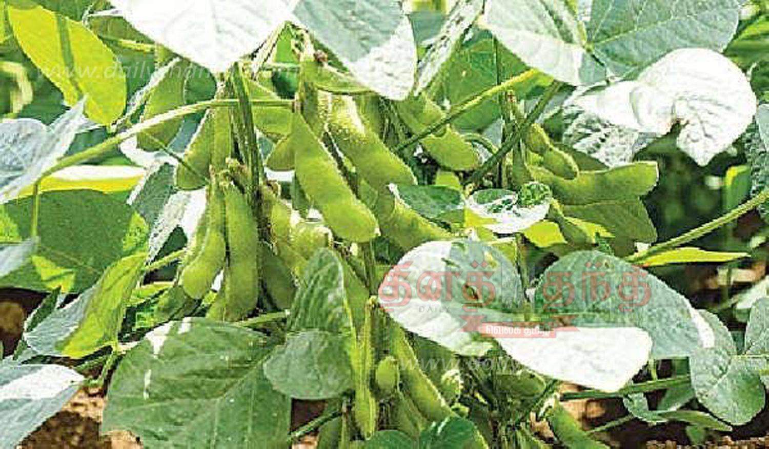 soya farming | 100 எக்டேரில் சோயா சாகுபடி
