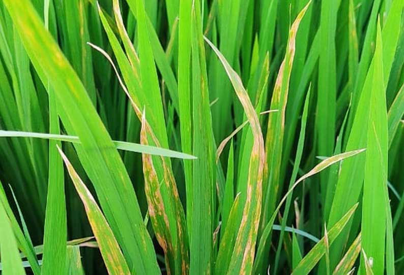 How to control leaf blight in samba cultivation? | சம்பா சாகுபடியில் ...