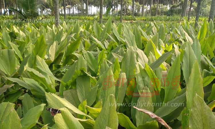 Turmeric pods ready for harvest | அறுவடைக்கு தயாரான மஞ்சள் குலைகள்
